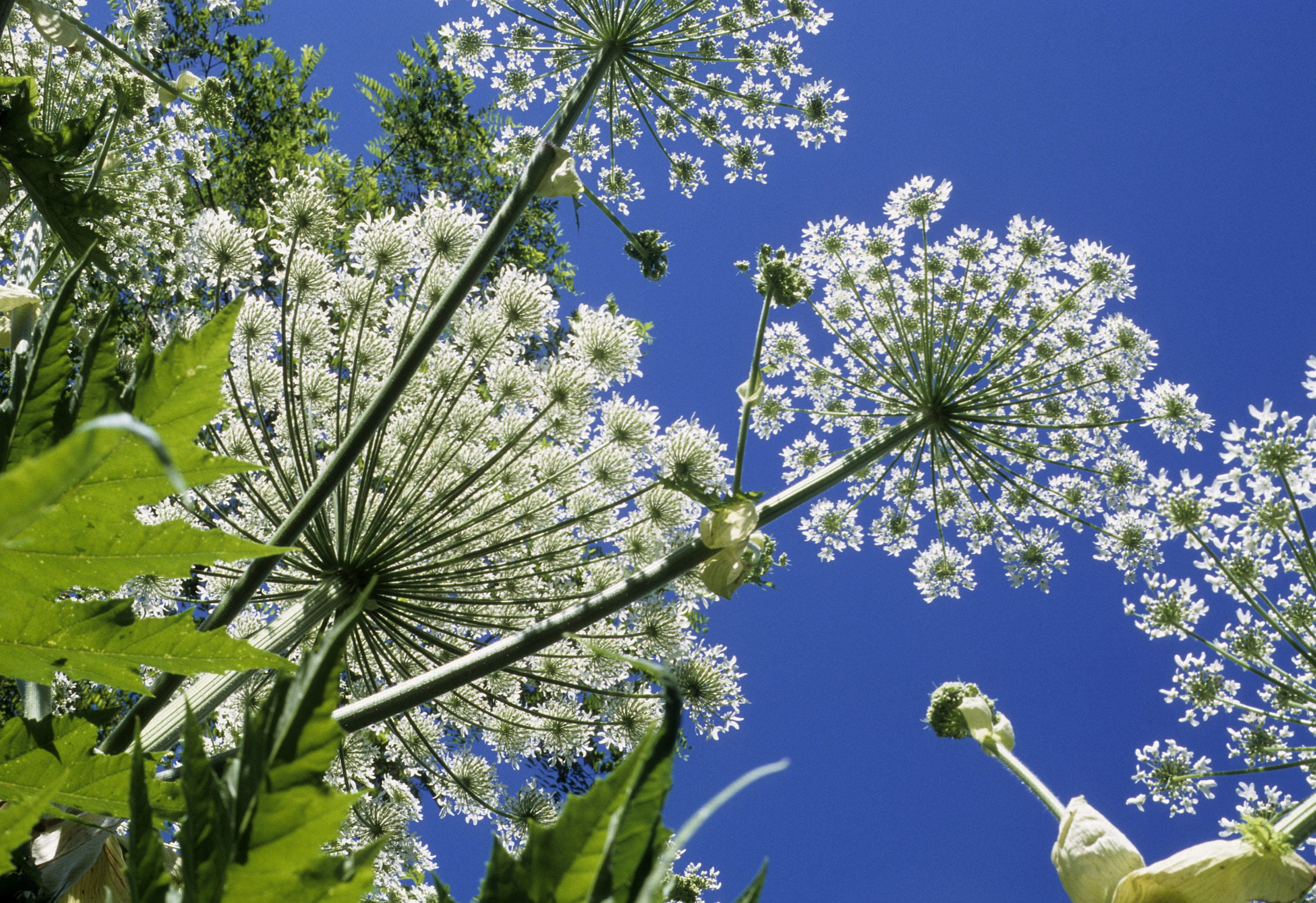 Invasive arter – en GeoNote® løsning. IT34 gør det muligt