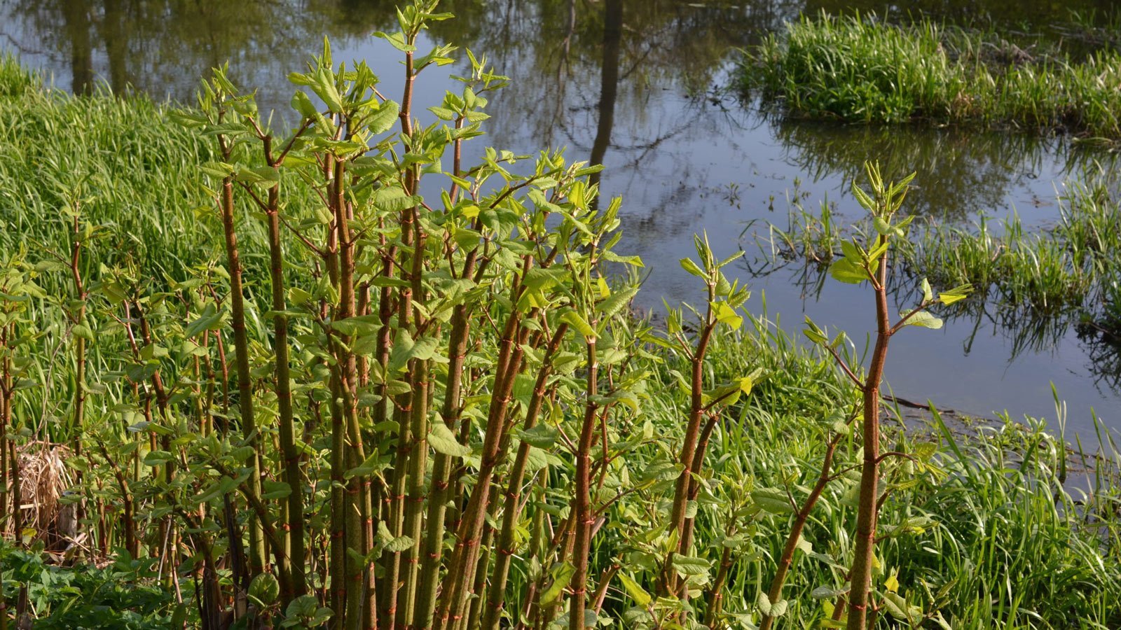 Invasive arter – en GeoNote® løsning. IT34 gør det muligt